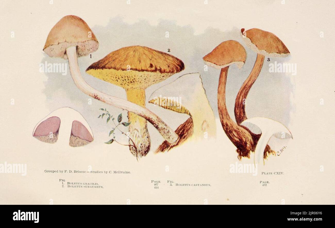 Toadstools, mushrooms, fungi, edible and poisonous (Plate CXIV ...