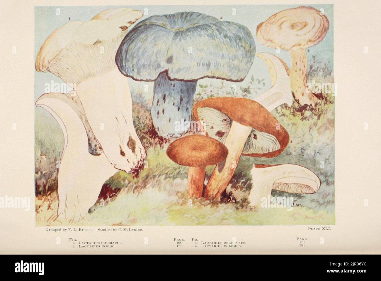 Toadstools, mushrooms, fungi, edible and poisonous (Plate XLI ...