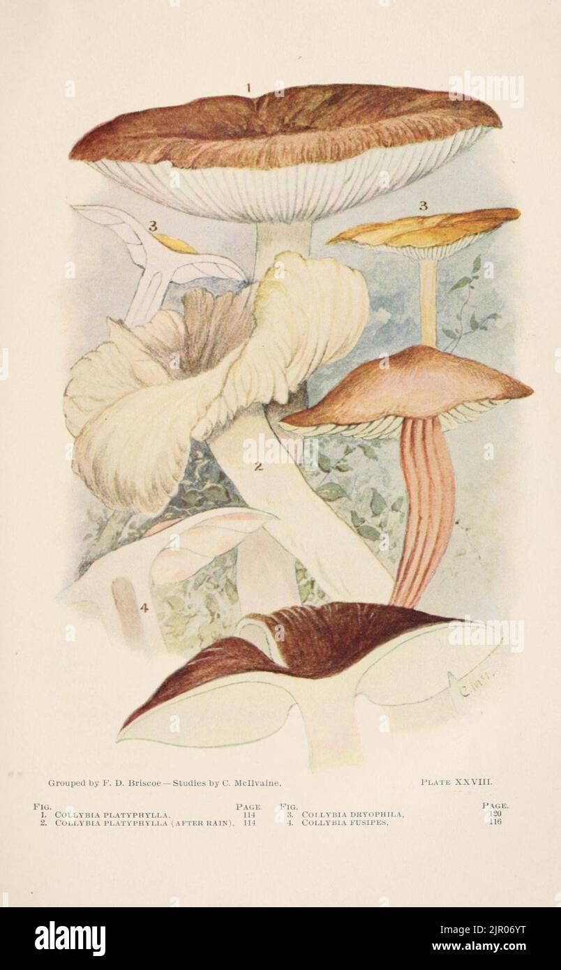 Toadstools, mushrooms, fungi, edible and poisonous (Plate XXVIII ...
