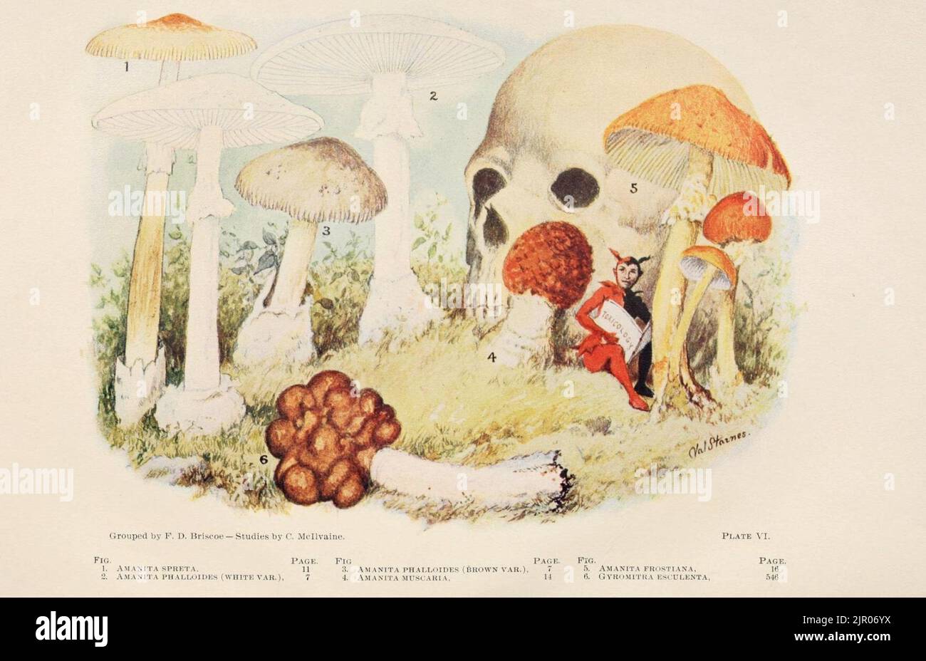 Toadstools, mushrooms, fungi, edible and poisonous (Plate VI ...