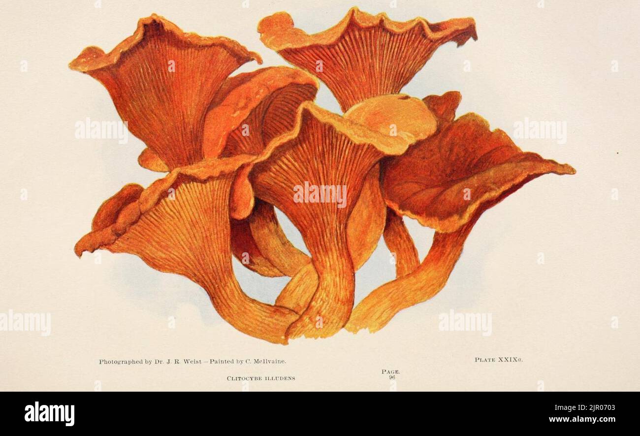 Toadstools, mushrooms, fungi, edible and poisonous (Plate XXIXa ...