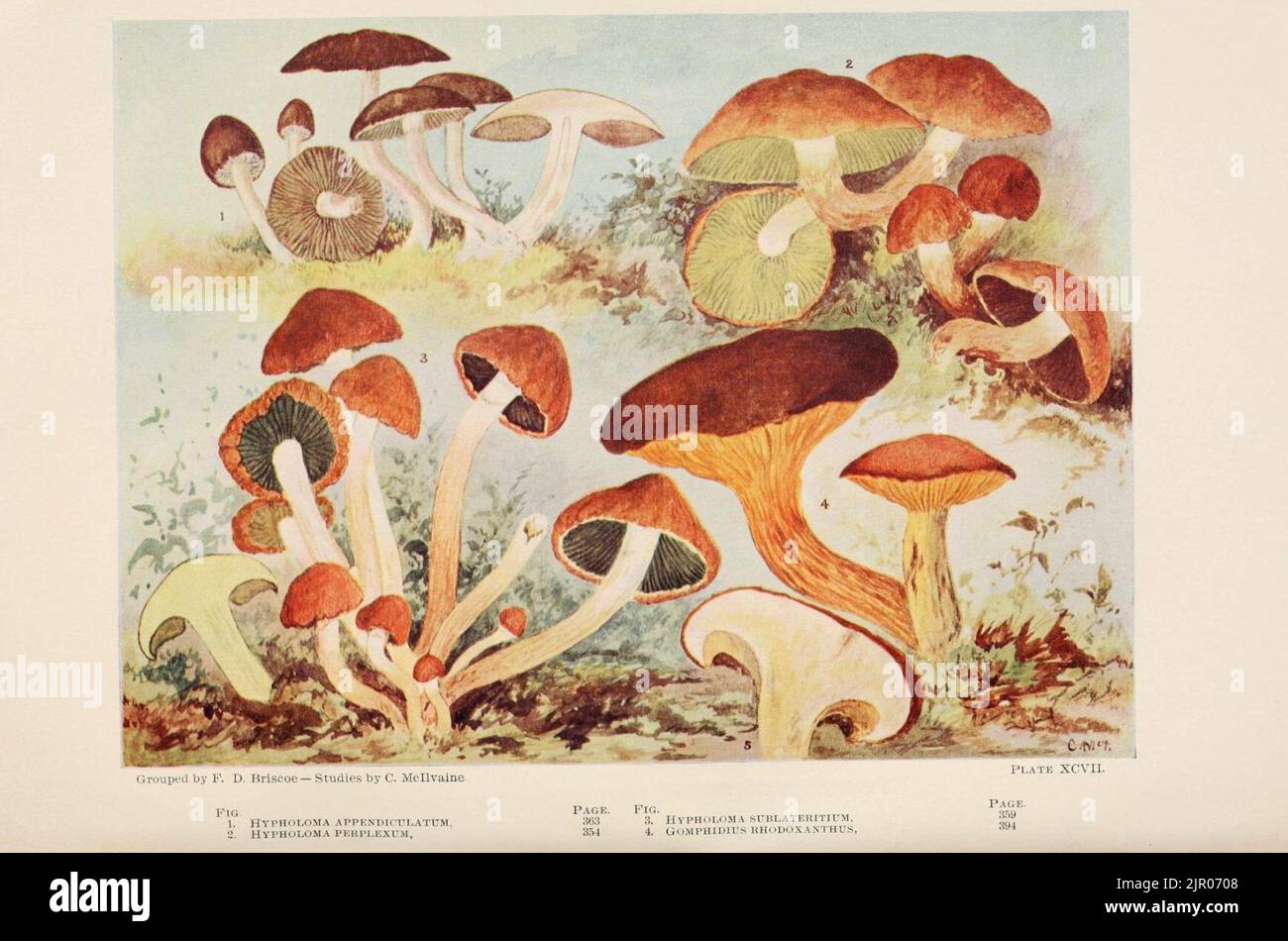 Toadstools, mushrooms, fungi, edible and poisonous (Plate XCVII ...