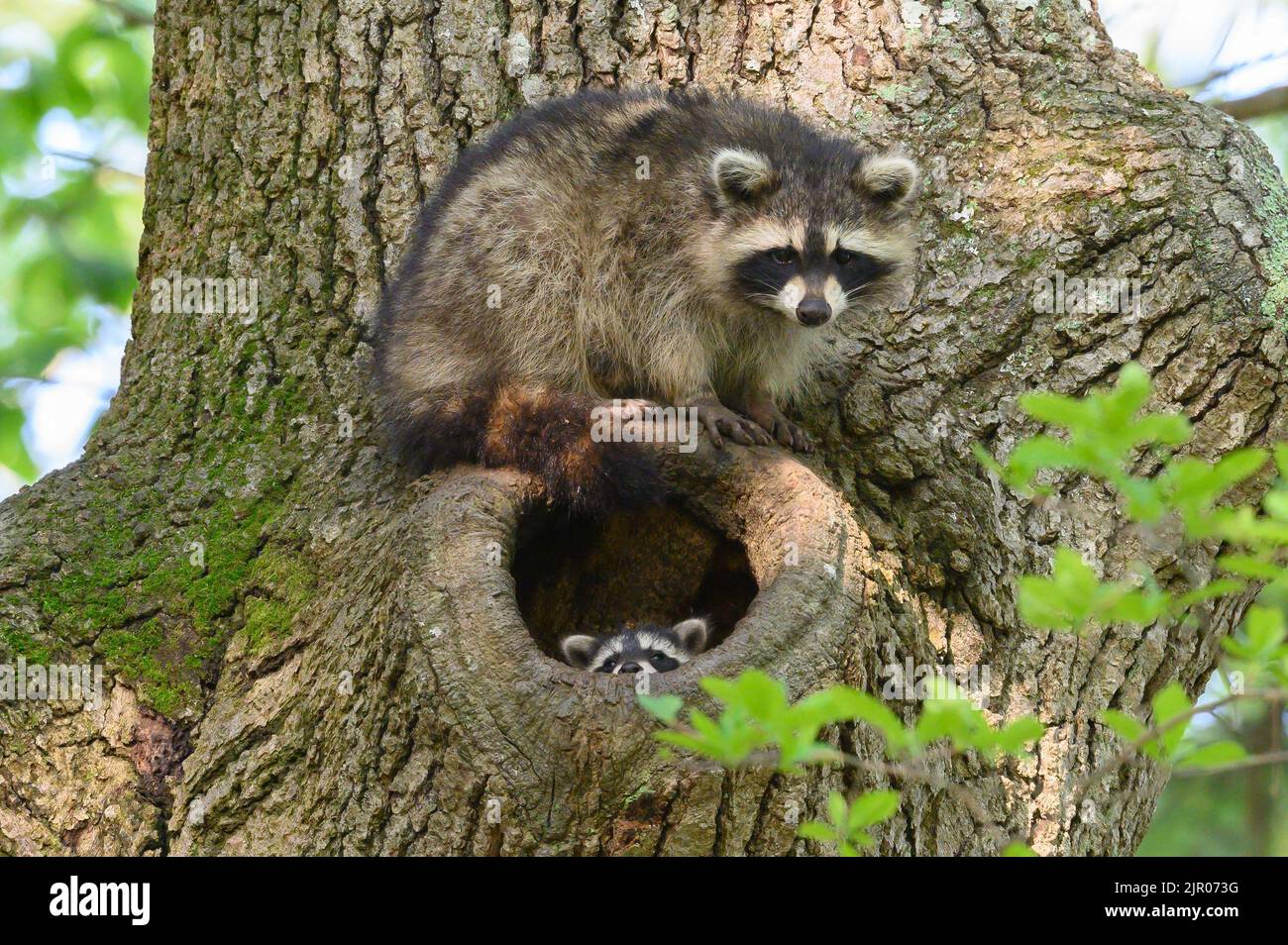 A closeup of a lovely raccoon with its cute cub coming out of a large ...