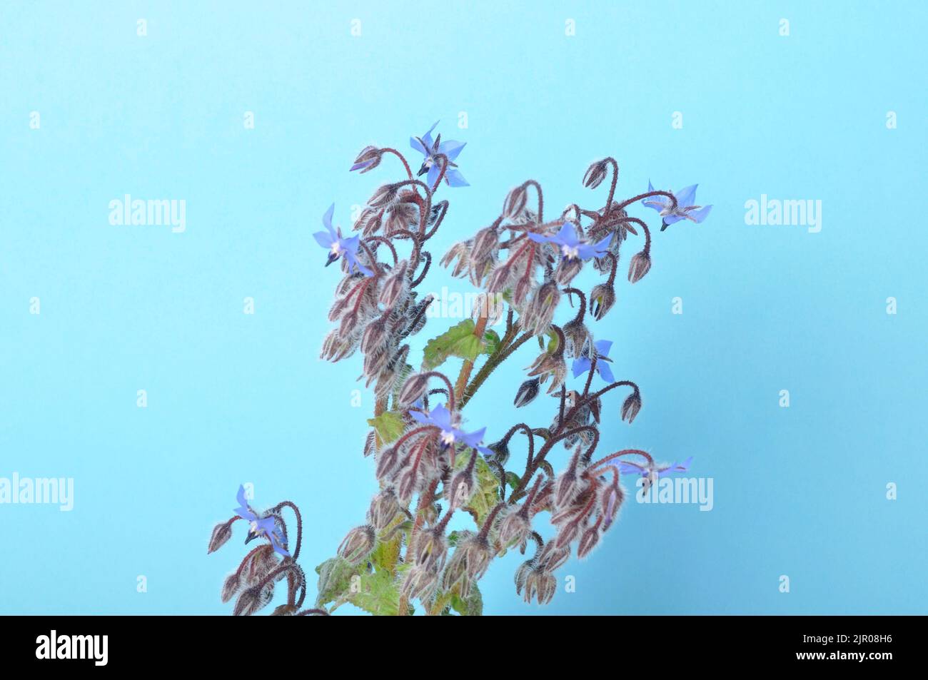 borage on a blue background Stock Photo - Alamy