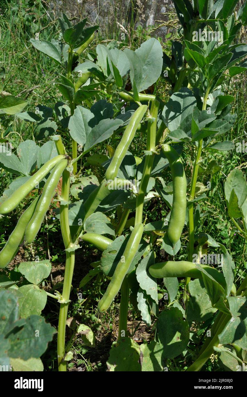 Large broad bean pods in a garden Stock Photo - Alamy