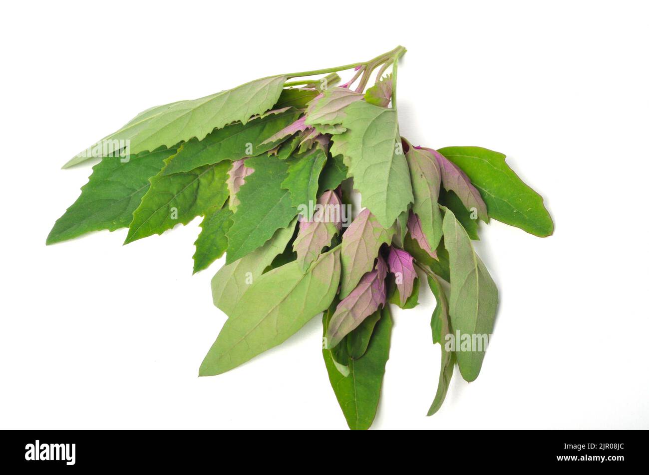 Atriplex hortensis, Chenopod on a white background Stock Photo - Alamy