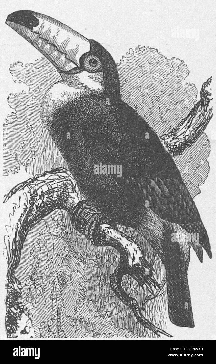 Toco toucan dessin Stock Photo - Alamy
