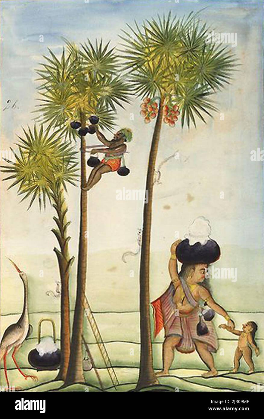 Toddy-tapper climbing a toddy palm 1785 (cropped Stock Photo - Alamy