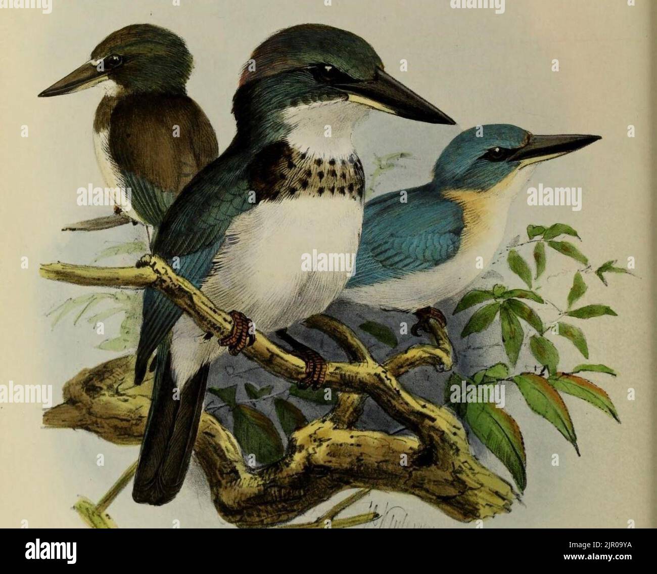 Todiramphus veneratus by John Gerrard Keulemans (cropped Stock Photo ...