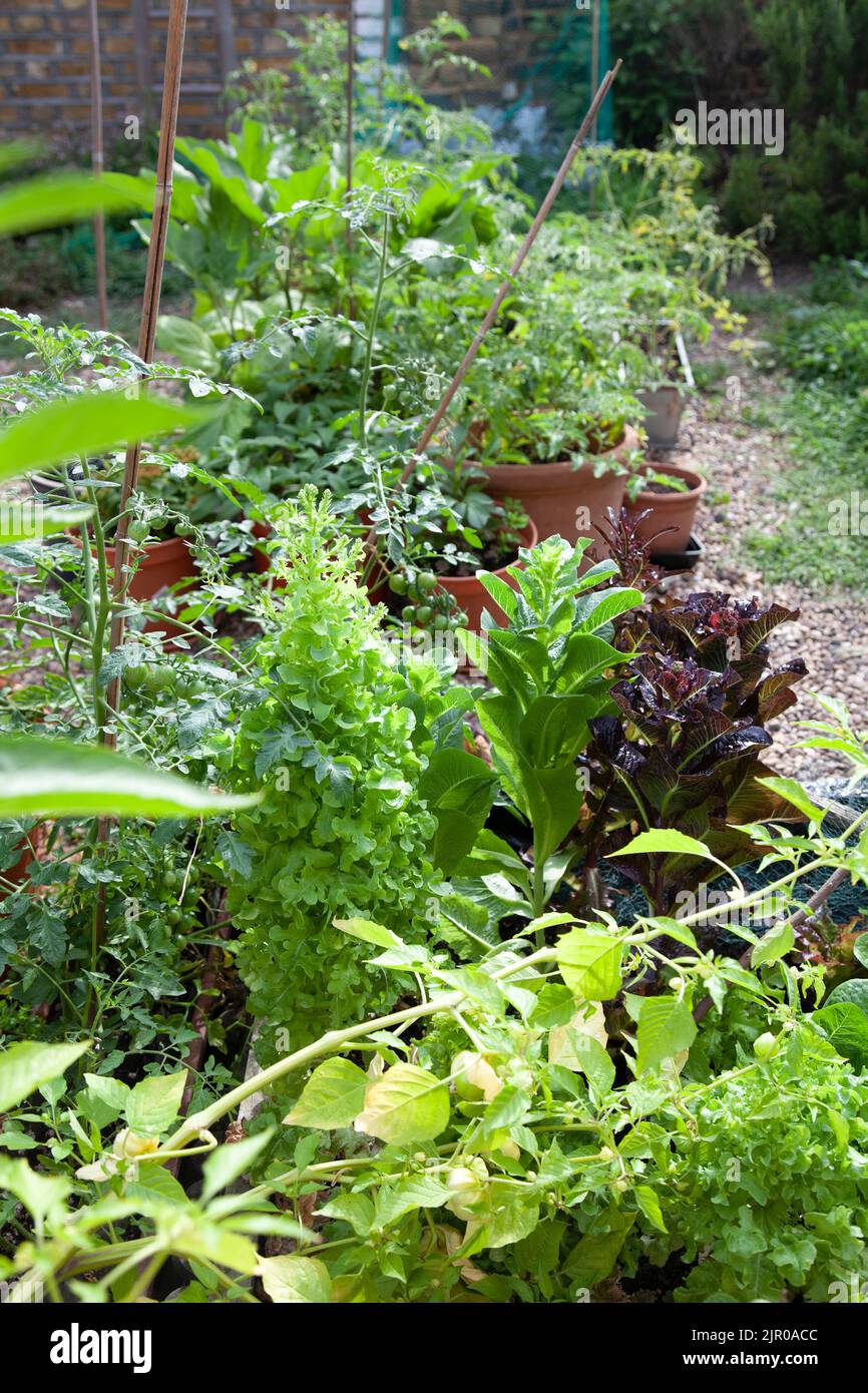 Pots and Plants in Working Home Garden with Plants, Vegetables - London ...