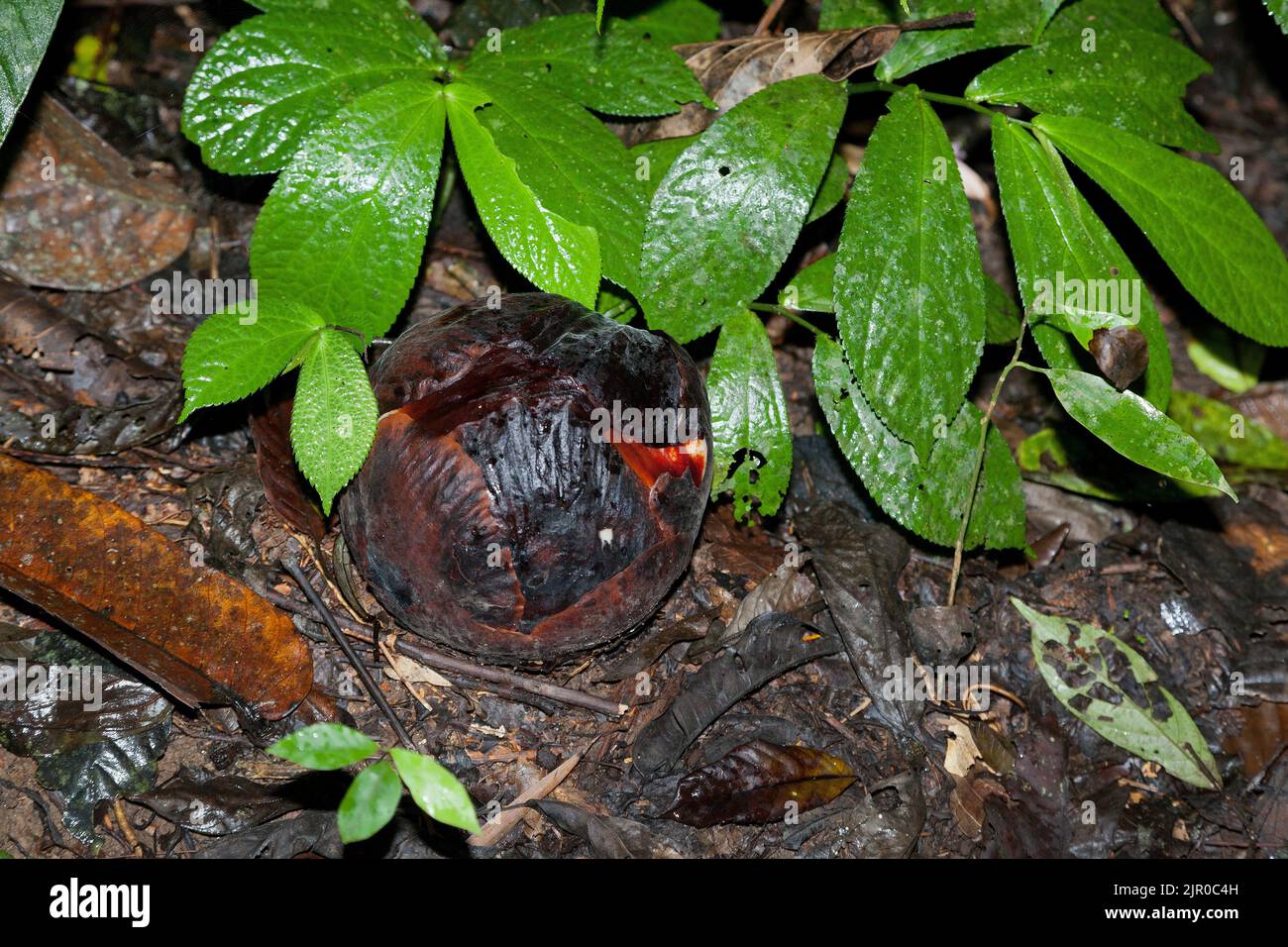 Tetrastigma rafflesia hi-res stock photography and images - Alamy