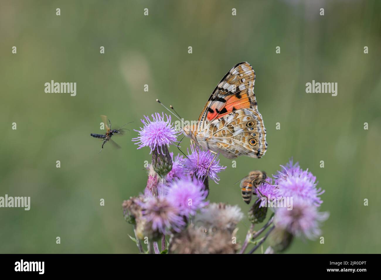 Painted lady butterfly (Vanessa cardui Stock Photo - Alamy