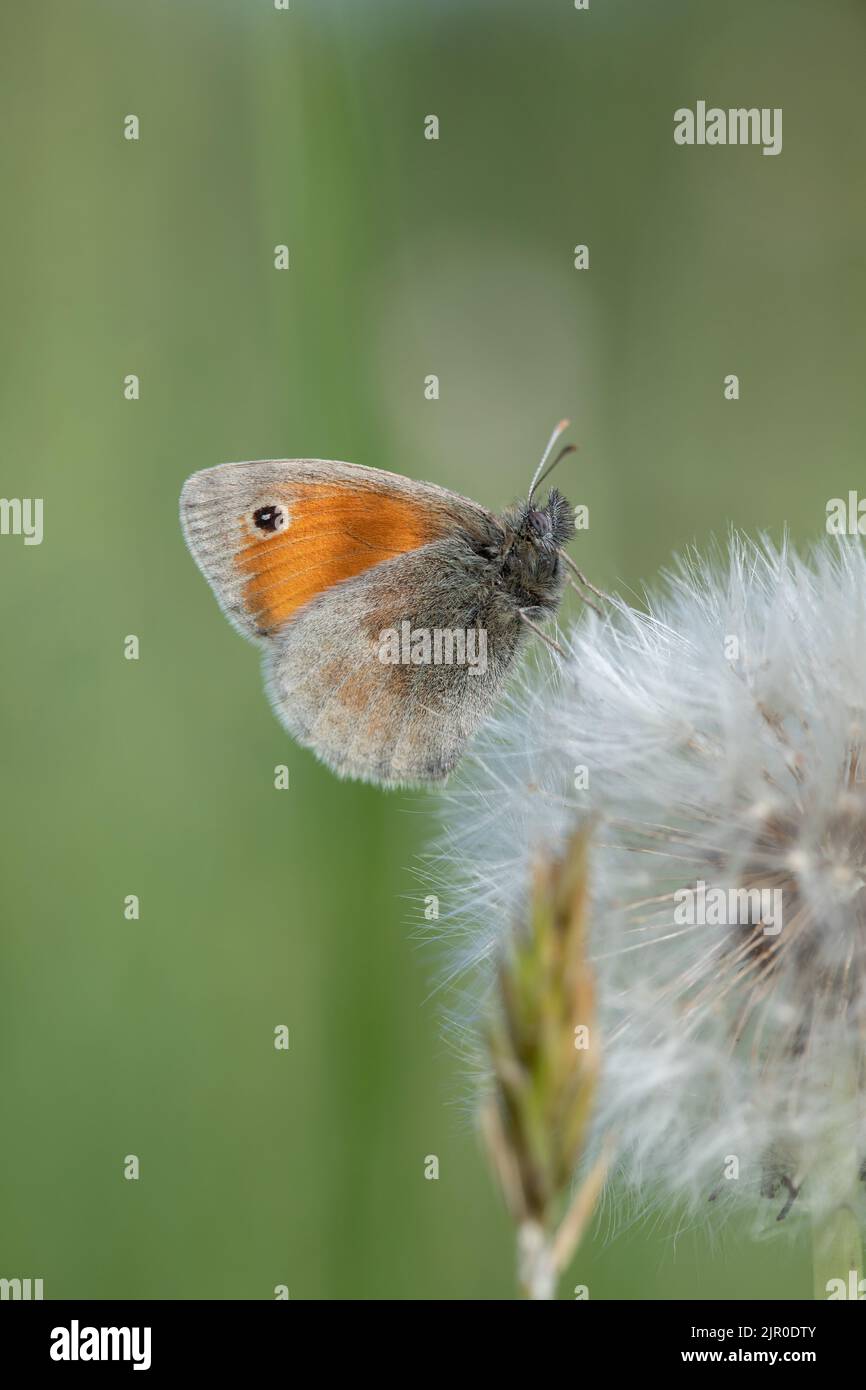Small heath butterfly (Coenonympha pamphilus Stock Photo - Alamy