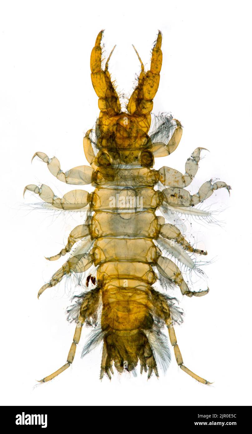 Amphipod, Corophium sextonia Stock Photo - Alamy