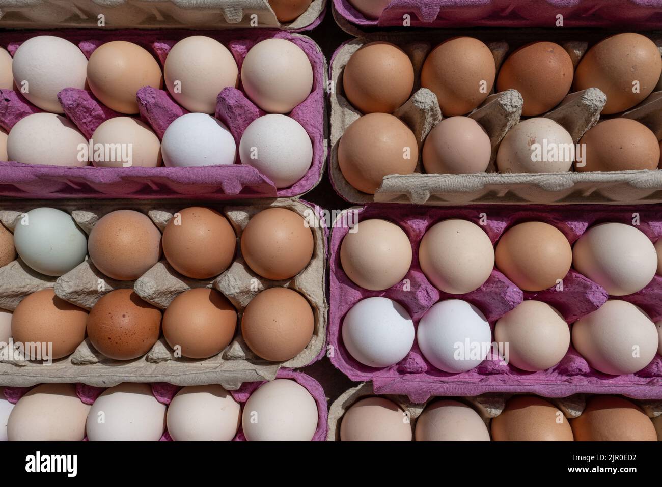 Open egg box with fresh organic colorful eggs in carton packs Stock ...