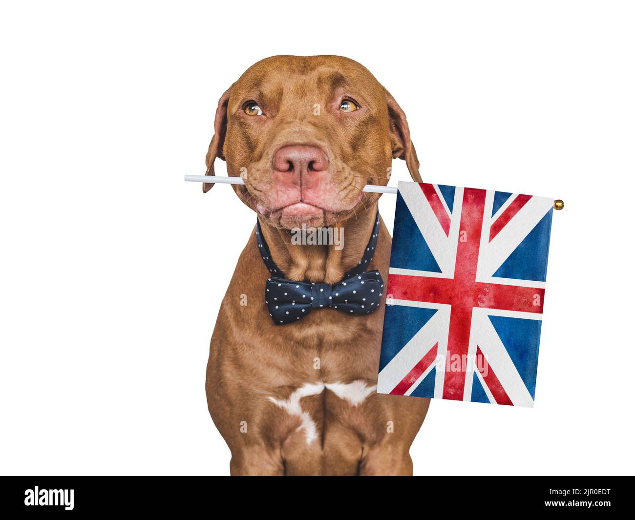 Lovable, pretty dog and British Flag. Closeup, indoors. Studio photo ...