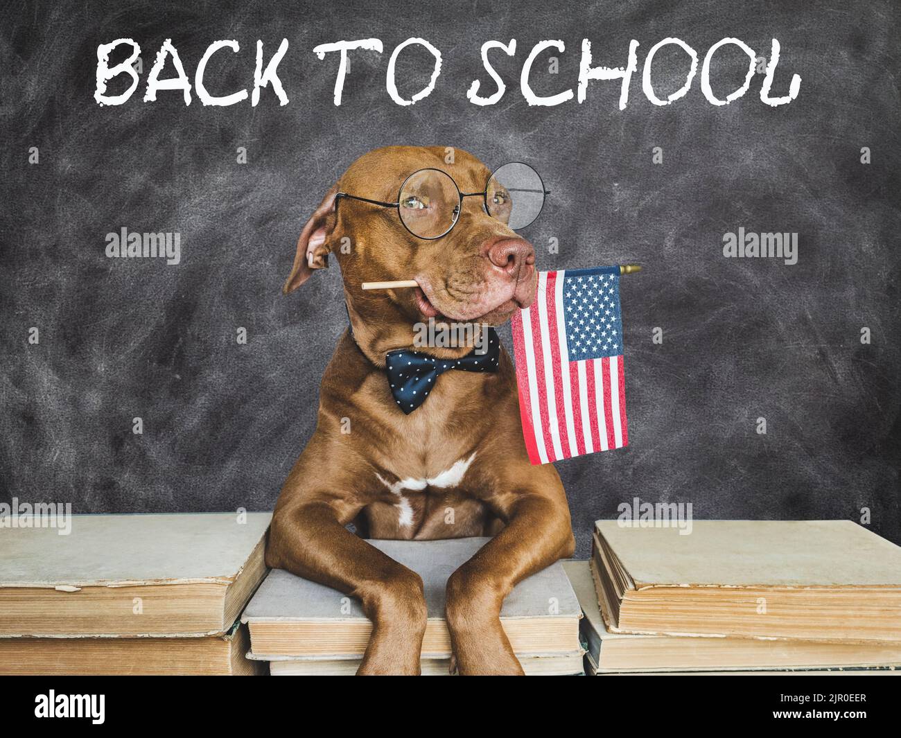 Back to school. Lovable, adorable puppy and vintage books. Close-up ...