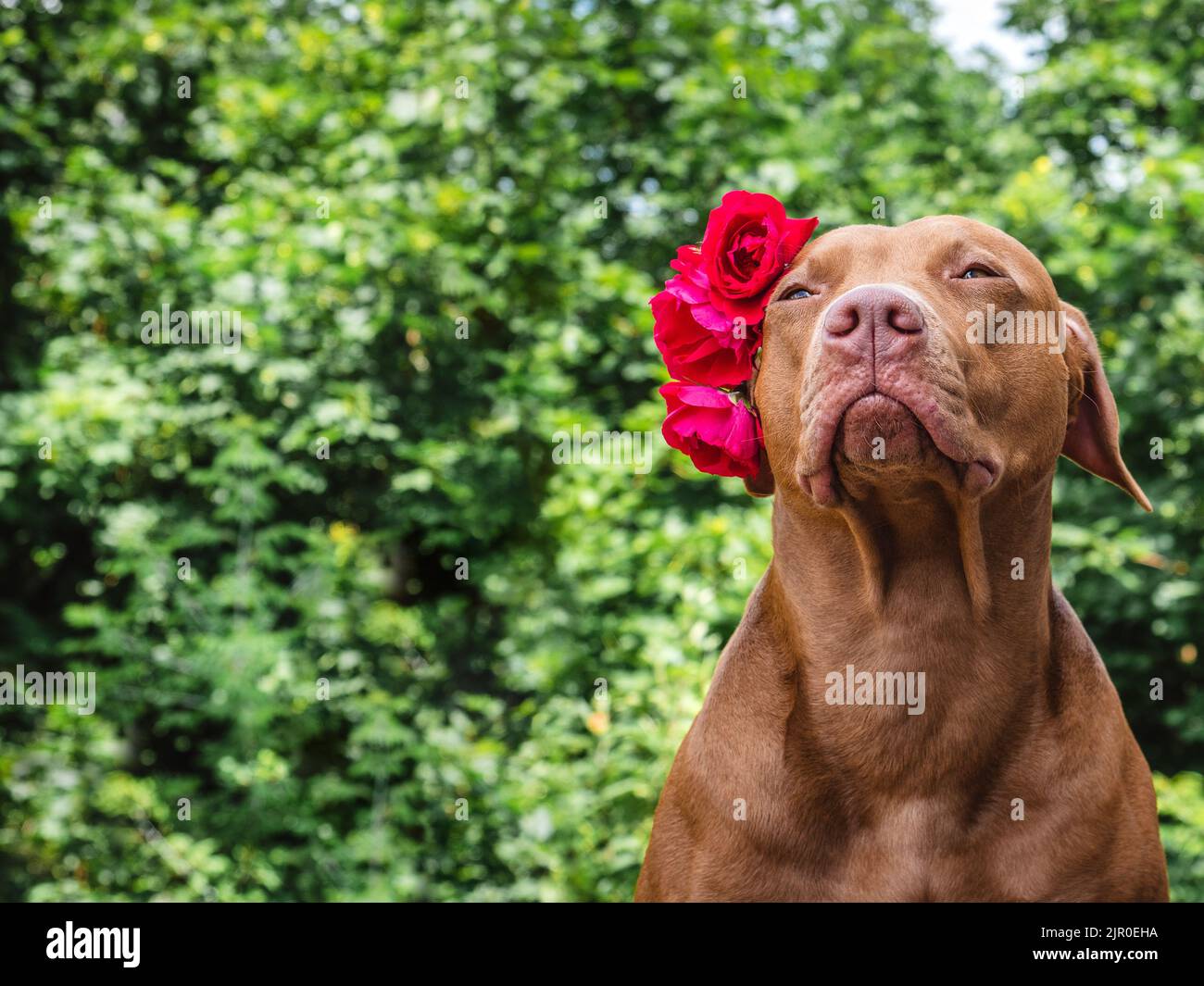 Lovable, pretty brown puppy and bright flowers Stock Photo - Alamy