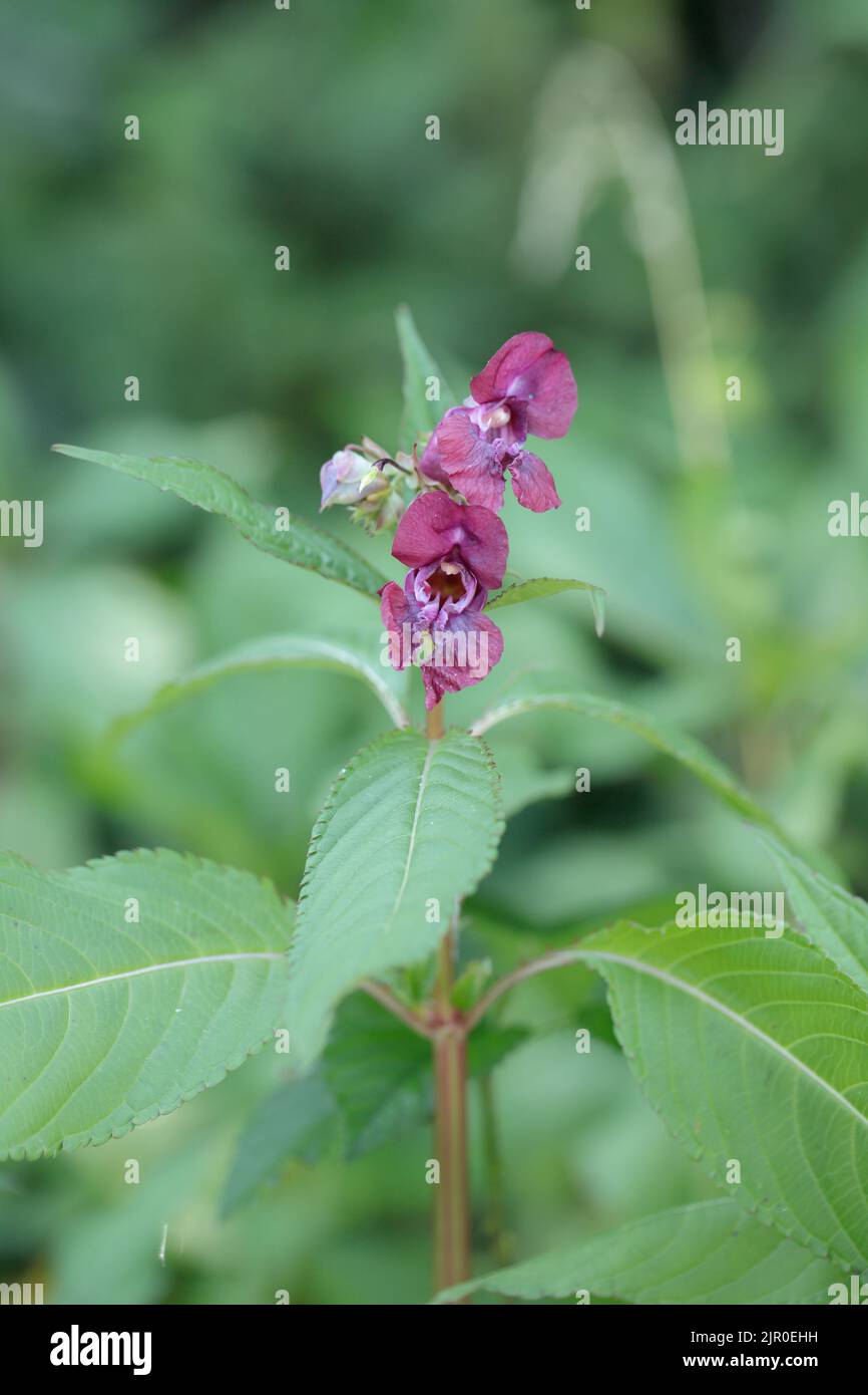 Purple jewelweed impatiens glandulifera hi-res stock photography and ...
