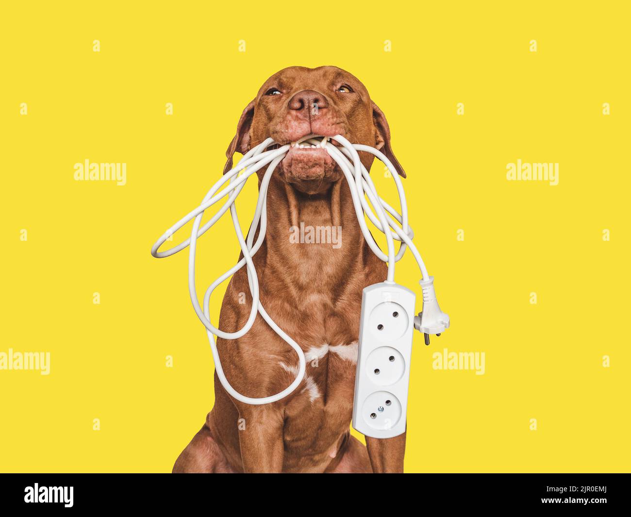 Lovable, pretty brown puppy and extension cord Stock Photo - Alamy