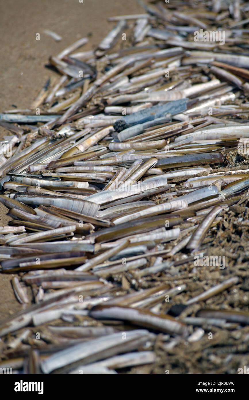 washed up razor clam shells (siliqua patula) on beach at burnham ovary ...