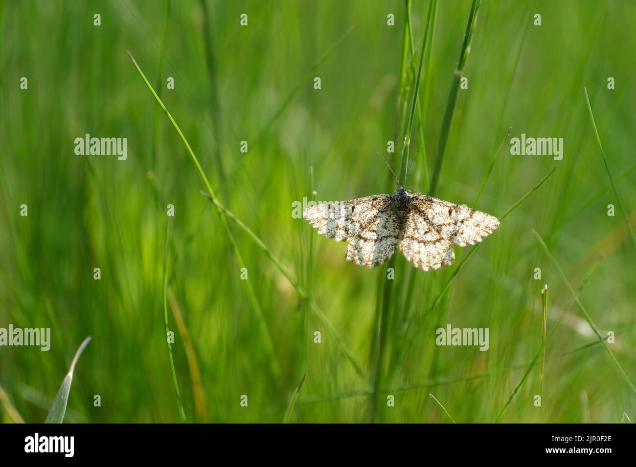 Common heath moth resting on a blade of grass in nature, beautiful ...