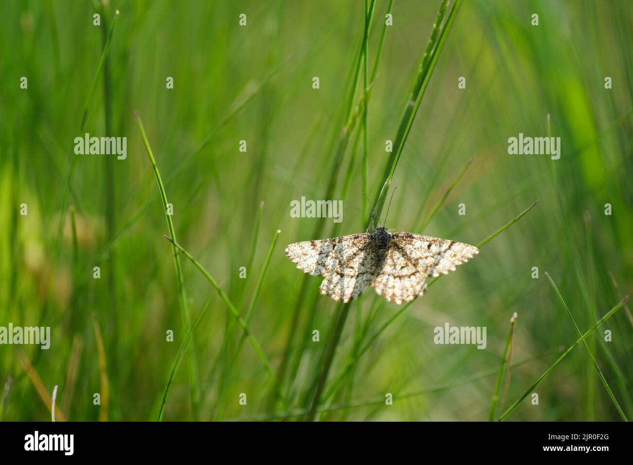 Common heath moth in the sunshine, beautiful natural background ...