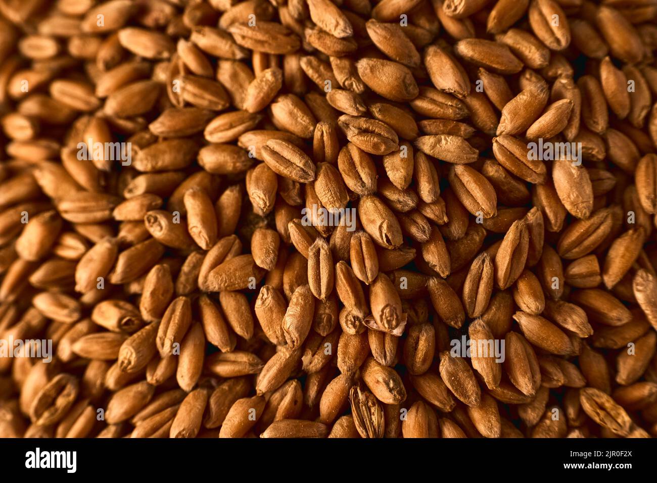 Macro photo of the top a mountain of wheat grains Stock Photo - Alamy
