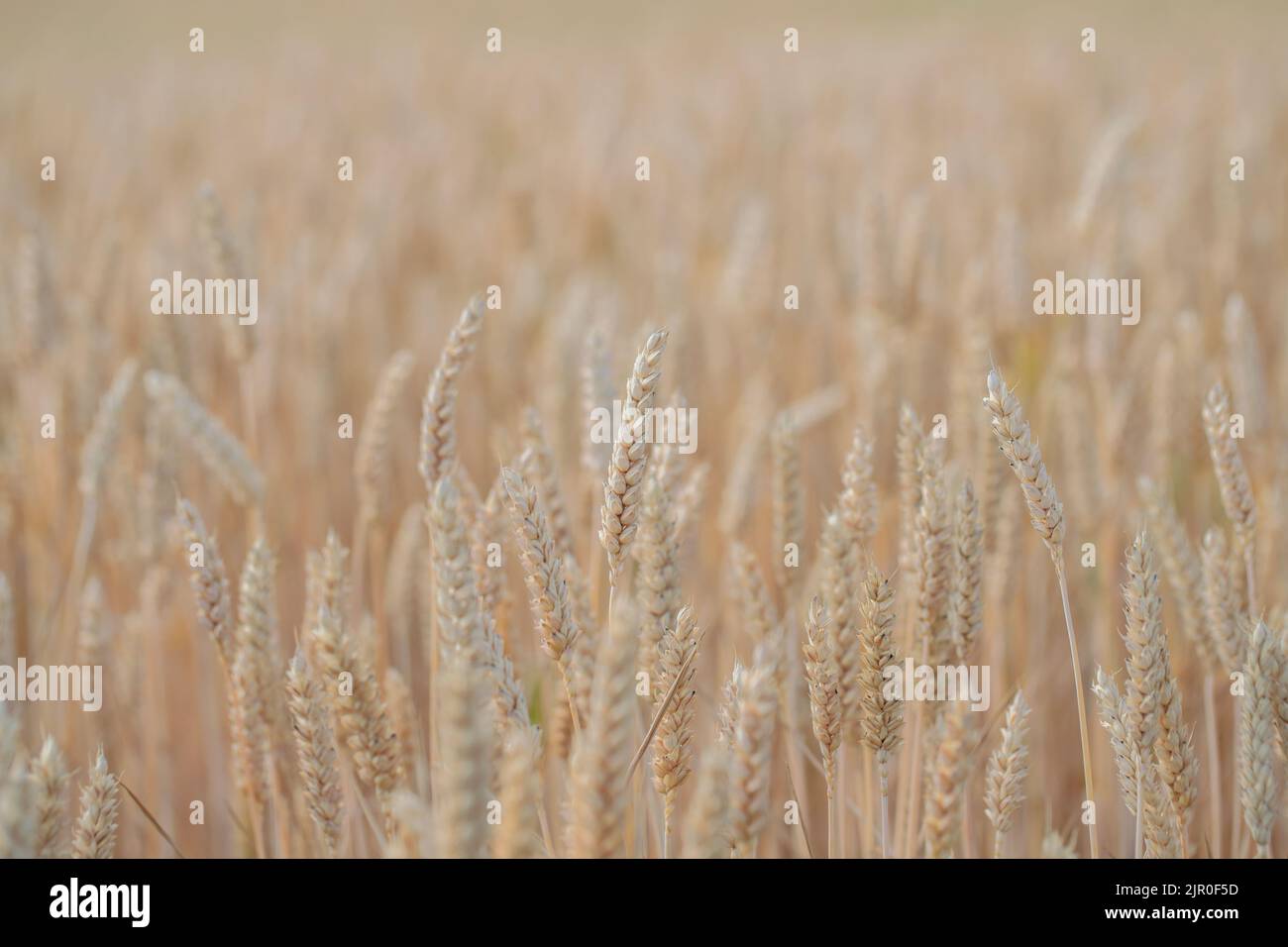 Field with golden wheat ears (Genus Triticum Stock Photo - Alamy