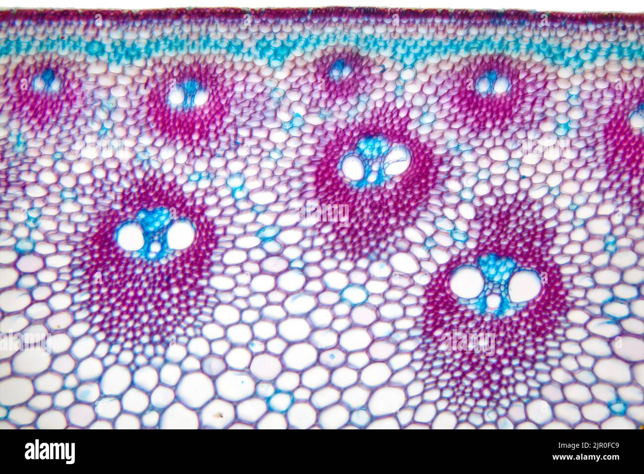 Sugar cane, Saccharum sp. stem, TS. brightfield photomicrograph Stock ...