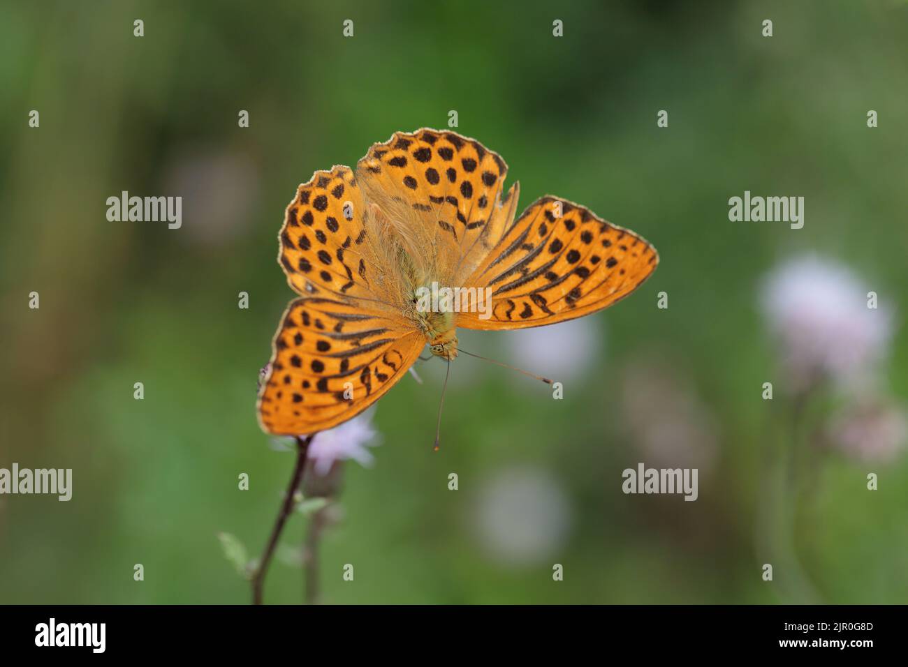 Male silver-washed fritillary butterfly (Argynnis paphia Stock Photo ...