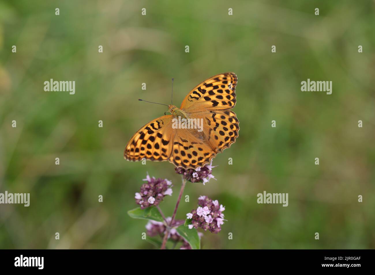 Female silver-washed fritillary butterfly (Argynnis paphia Stock Photo ...