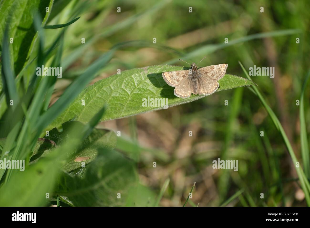Dingy skipper moth resting on a leaf in nature close up of a small ...