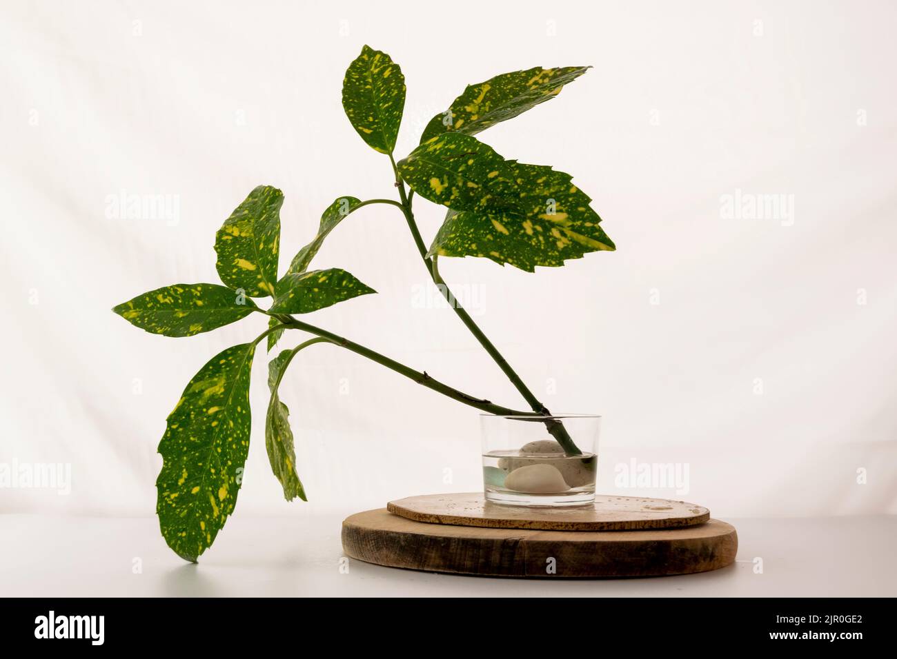 Rooting jar hi-res stock photography and images - Alamy