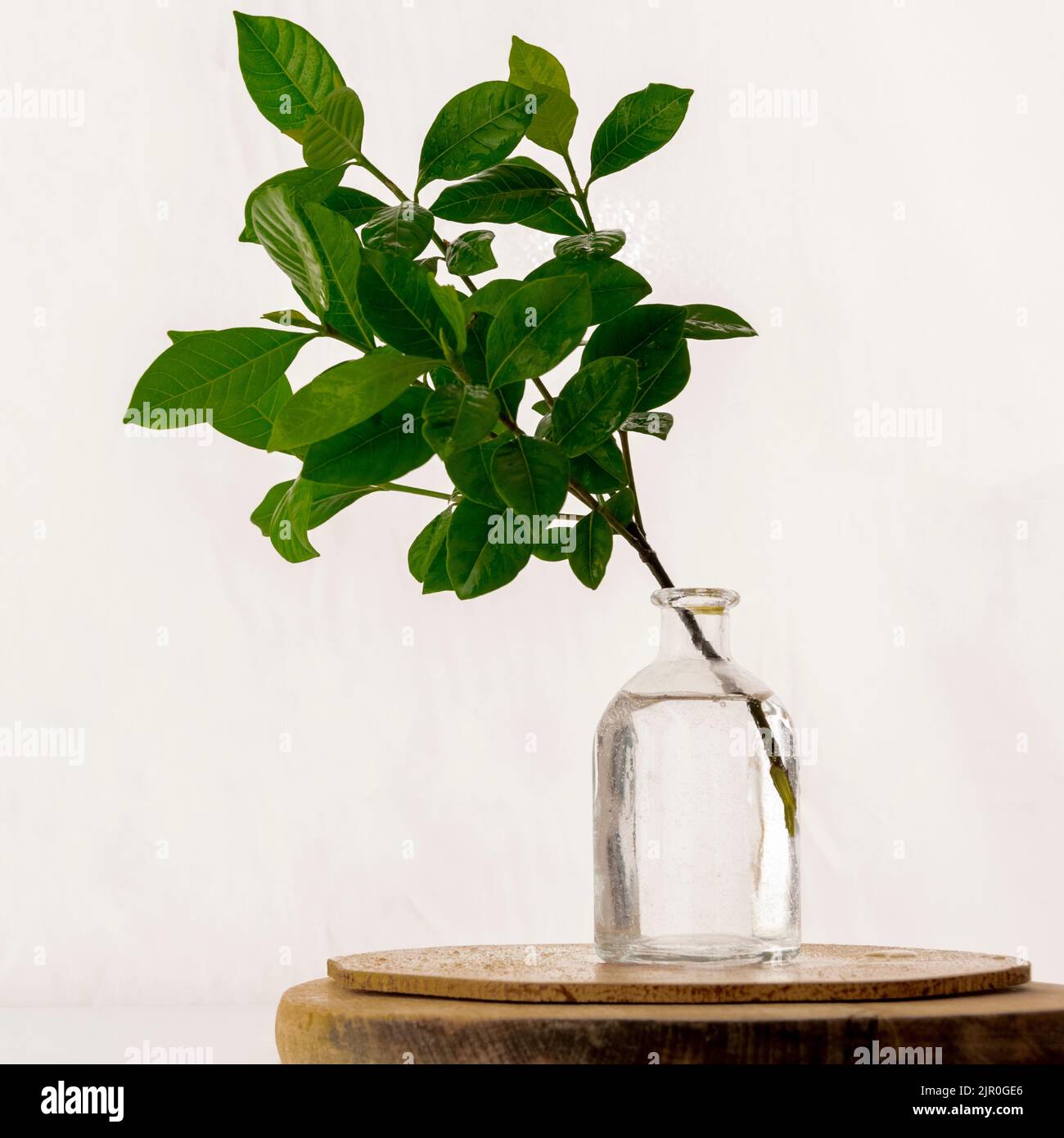 Homemade rooting plant, water propagation in glass Stock Photo - Alamy