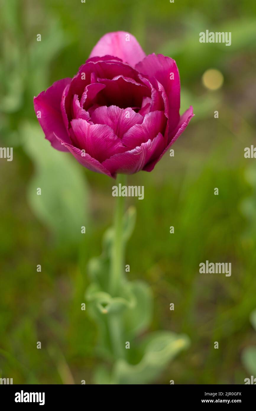 Burgundy lush tulip. Pink tulips in a flower bed. Double Flowering ...