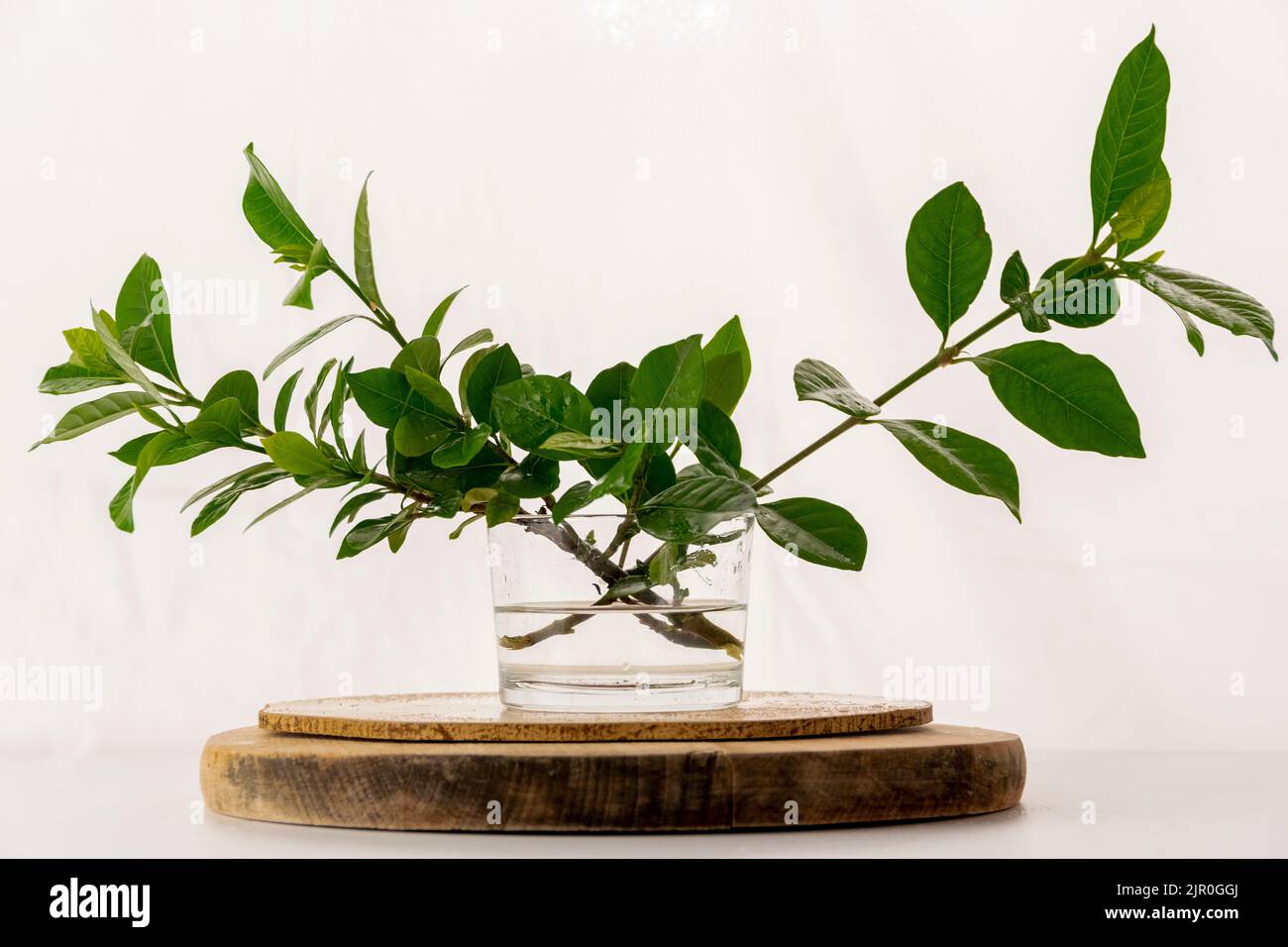 Rooting jar hi-res stock photography and images - Alamy
