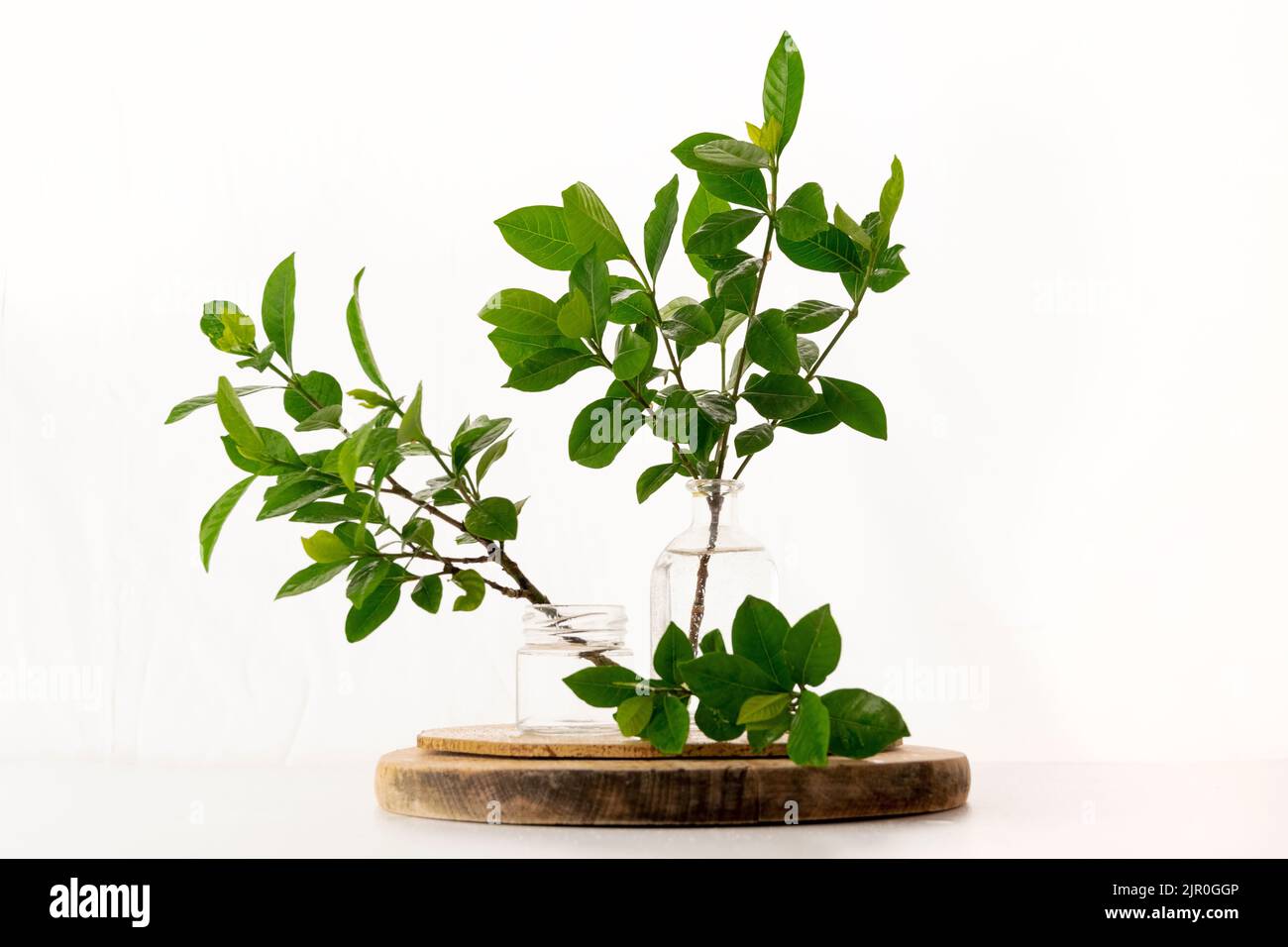 Homemade rooting plant, water propagation in glass Stock Photo - Alamy