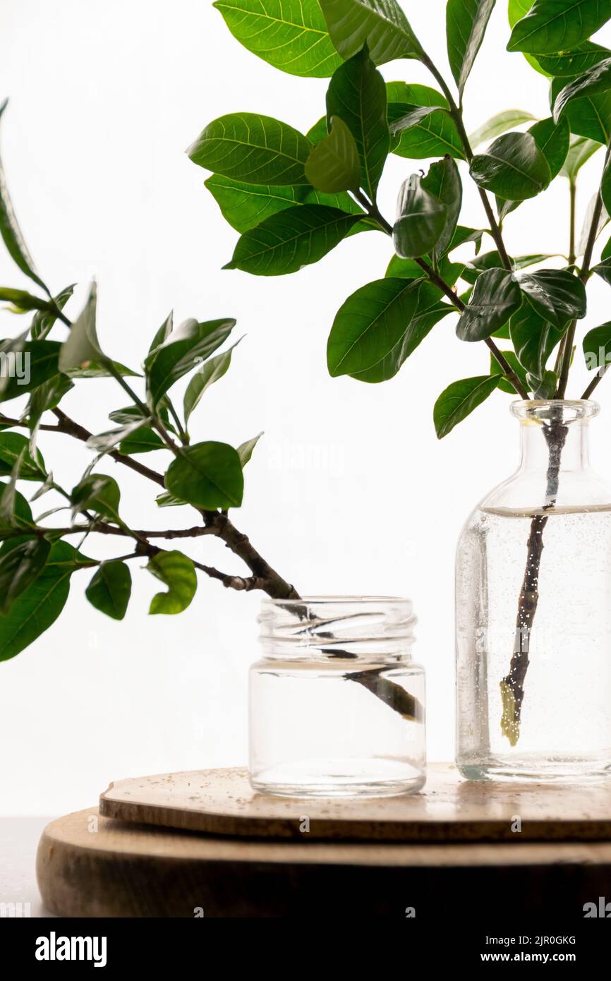 Homemade rooting plant, water propagation in glass Stock Photo - Alamy