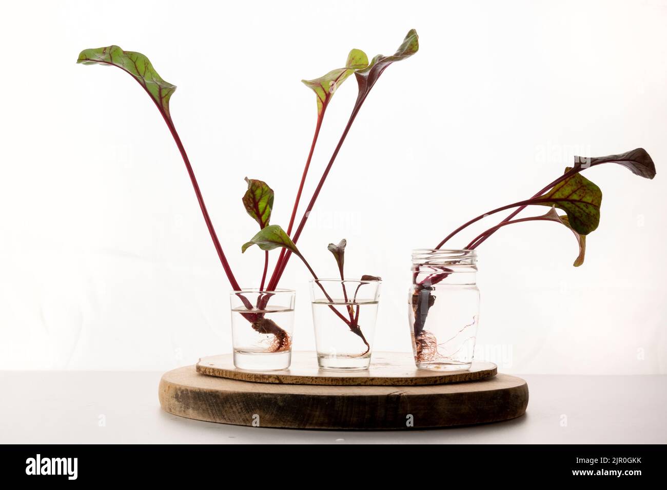 Homemade rooting plant, water propagation in glass Stock Photo - Alamy