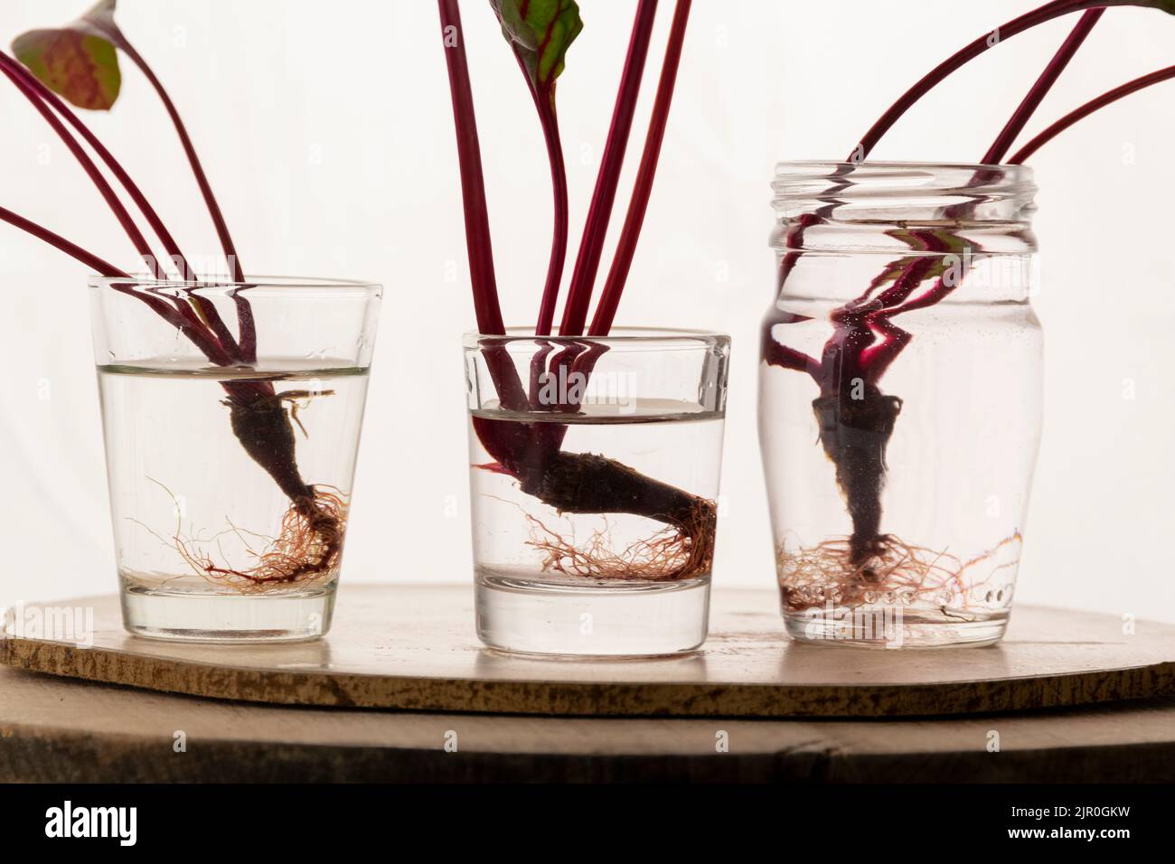 Homemade rooting plant, water propagation in glass Stock Photo - Alamy