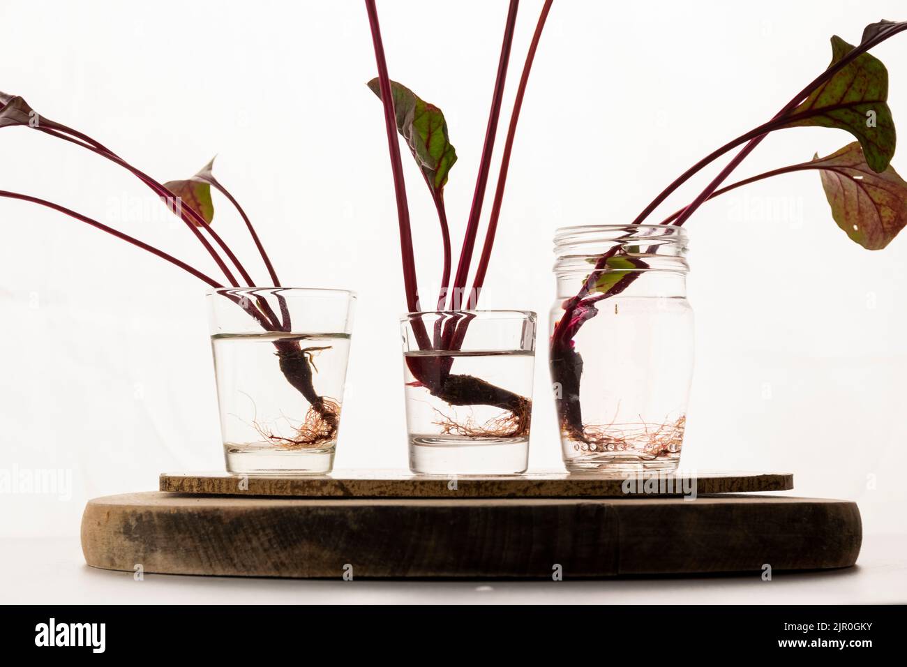 Homemade rooting plant, water propagation in glass Stock Photo - Alamy