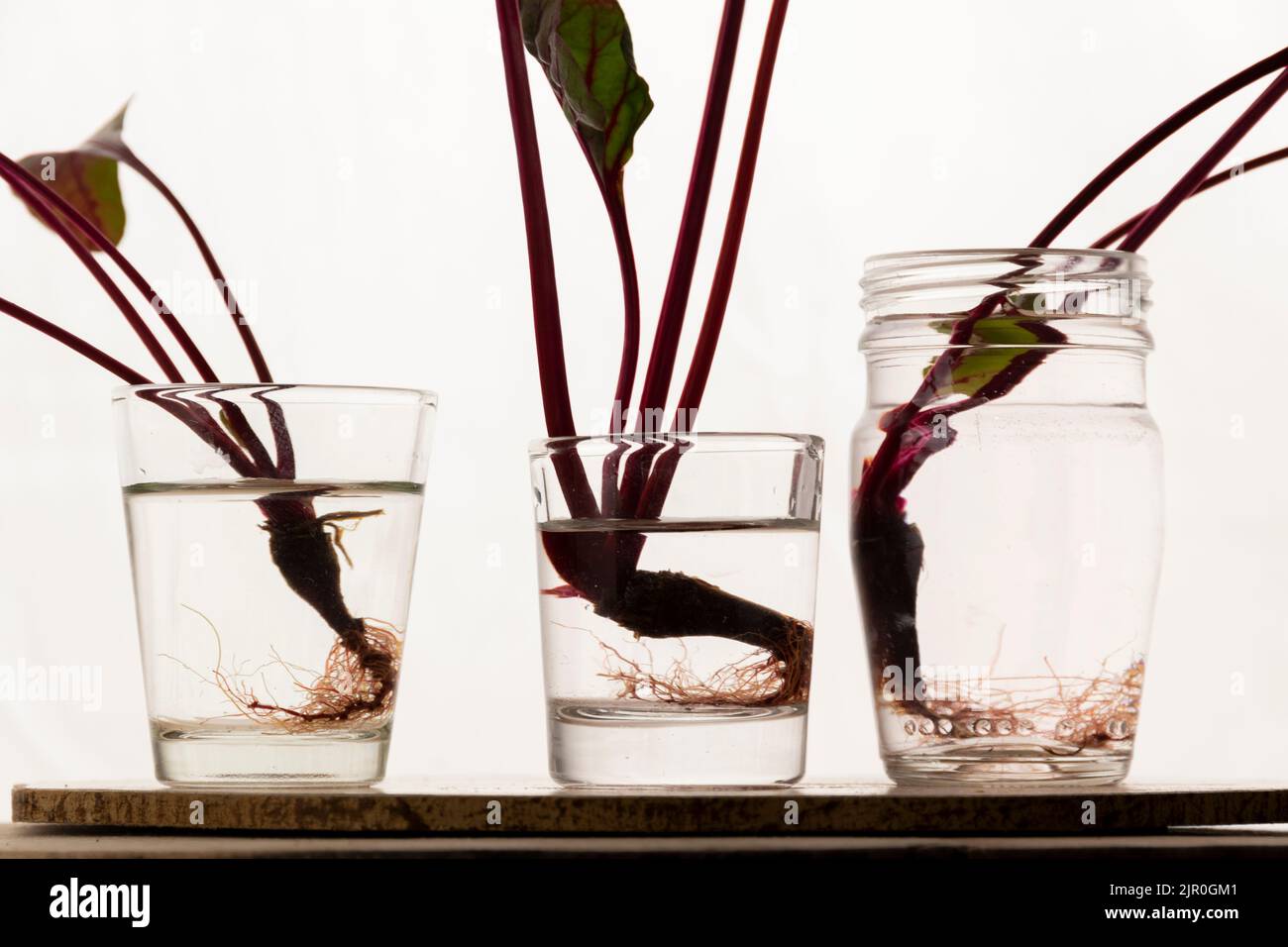 Homemade rooting plant, water propagation in glass Stock Photo - Alamy