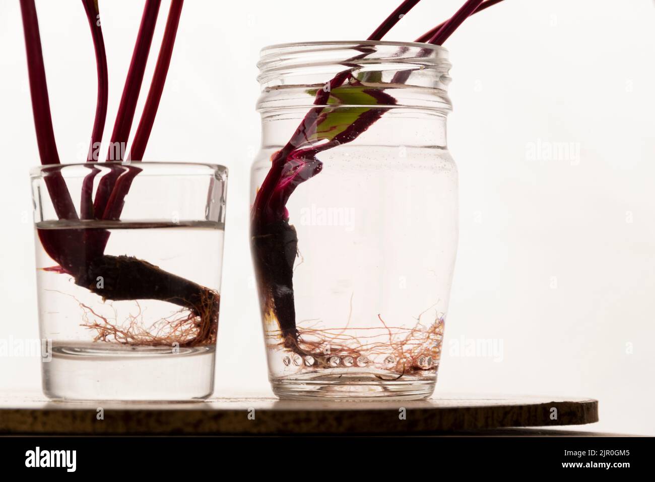 Homemade rooting plant, water propagation in glass Stock Photo - Alamy