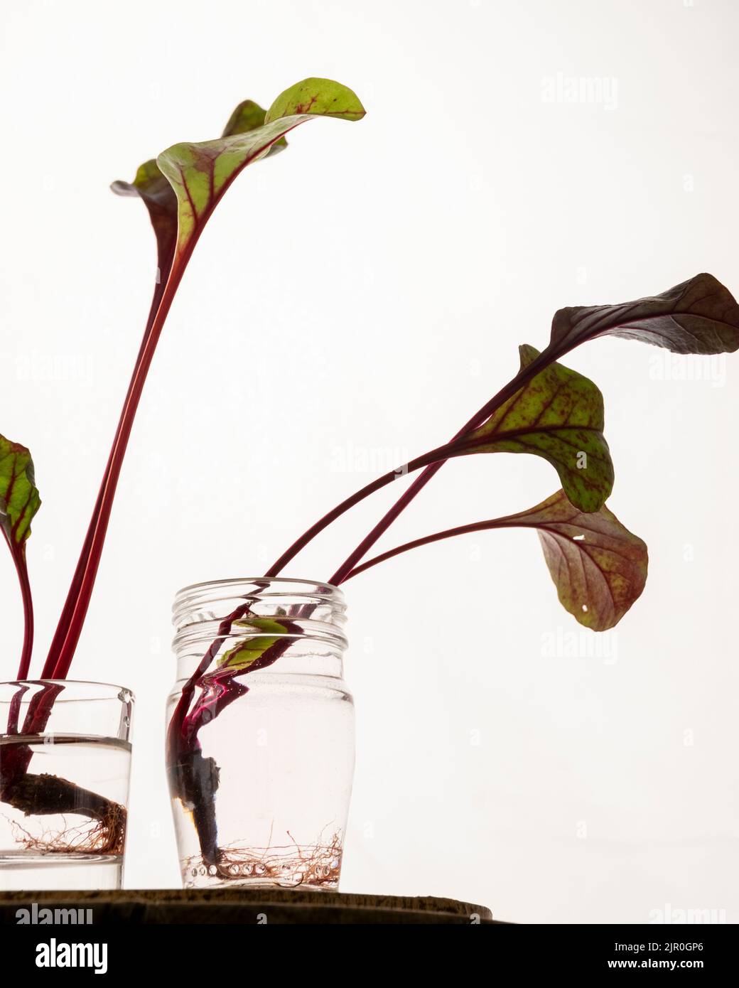 Homemade rooting plant, water propagation in glass Stock Photo - Alamy