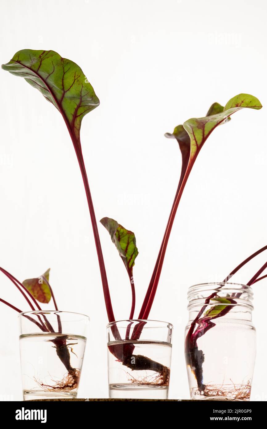 Rooting jar hi-res stock photography and images - Alamy