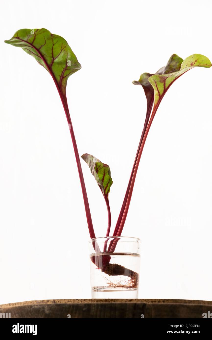 Homemade rooting plant, water propagation in glass Stock Photo - Alamy