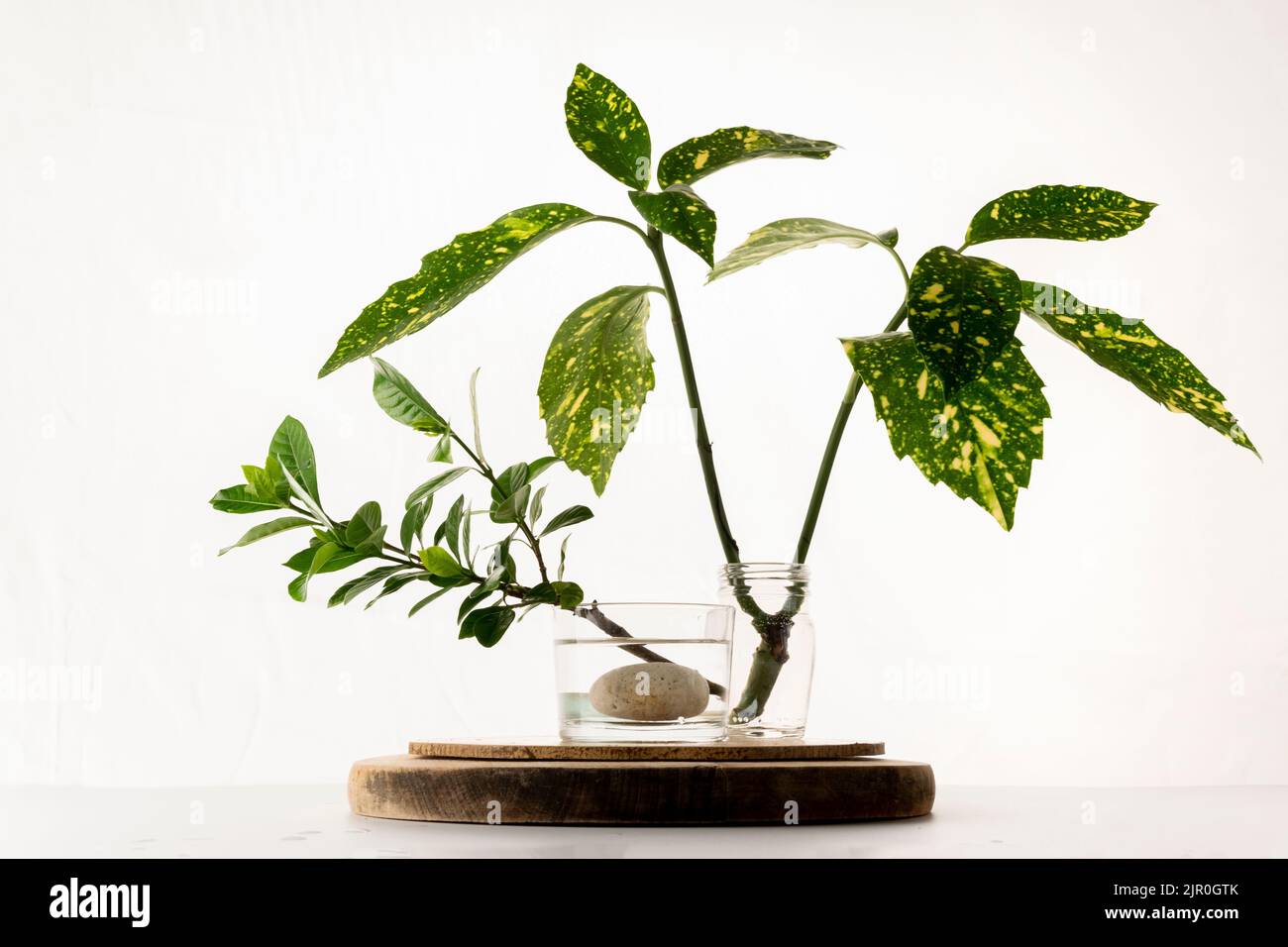 Rooting jar hi-res stock photography and images - Alamy