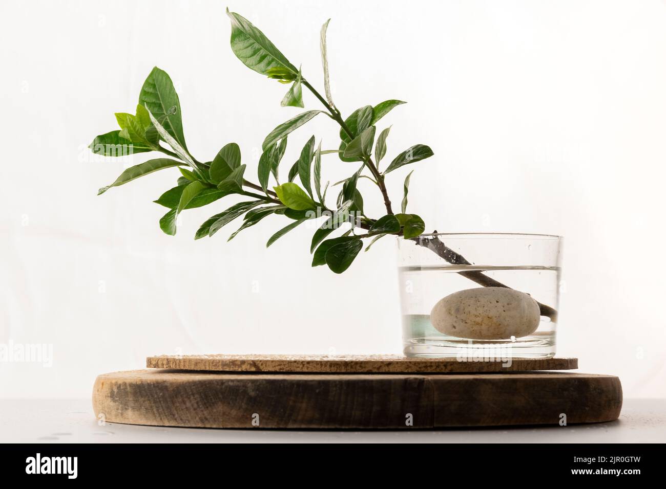 Rooting jar hi-res stock photography and images - Alamy