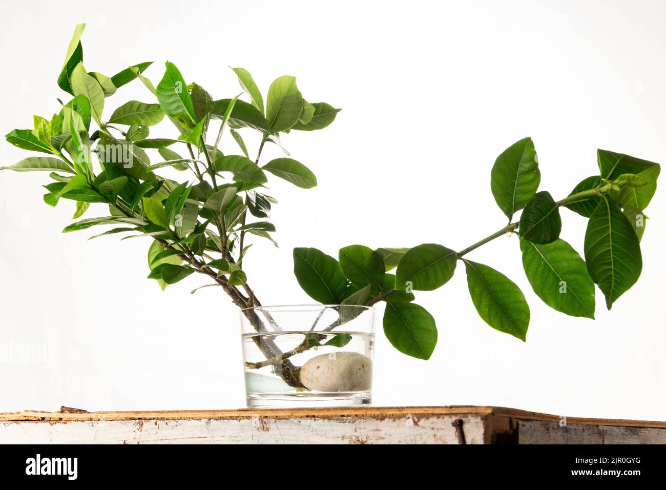 Homemade rooting plant, water propagation in glass Stock Photo - Alamy